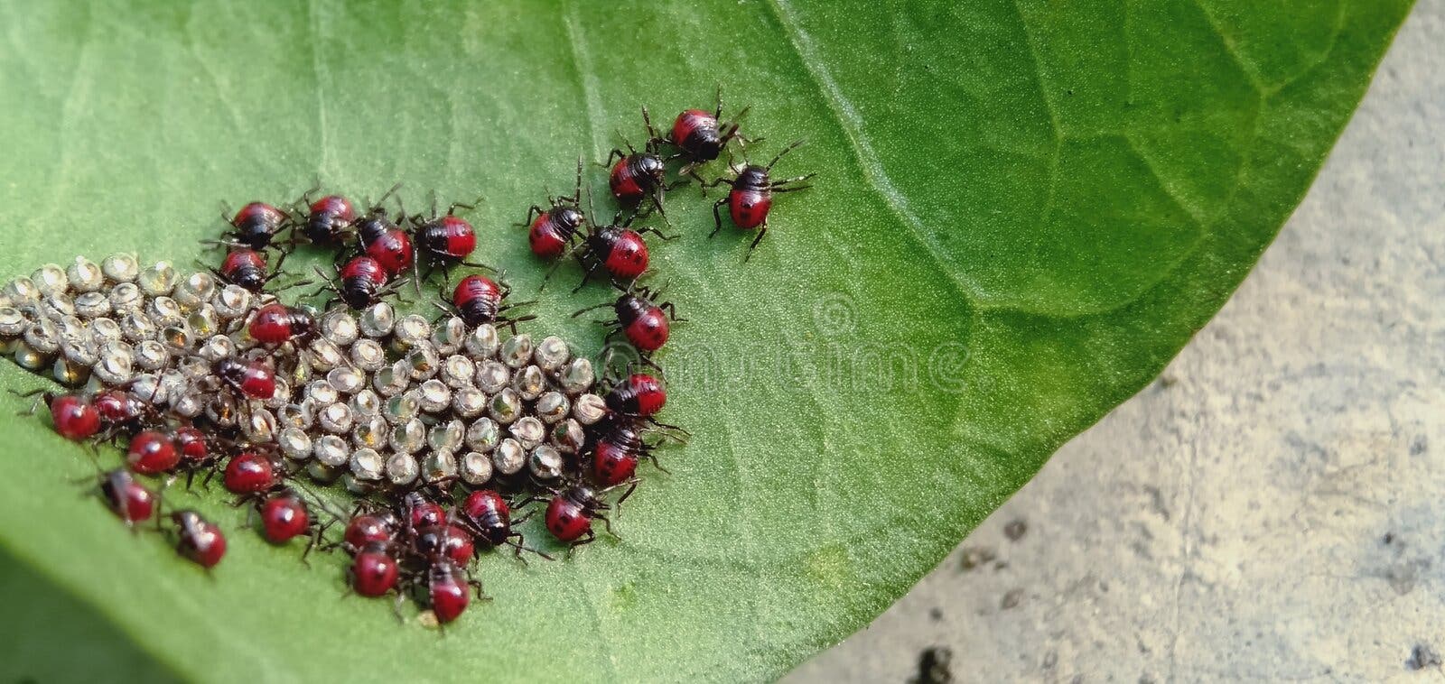 644 Ladybug Eggs Stock Photos - Free & Royalty-Free Stock Photos from Dreamstime