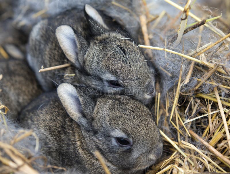 A Group of Newborn Rabbits on a Farm Stock Photo - Image of nature ...