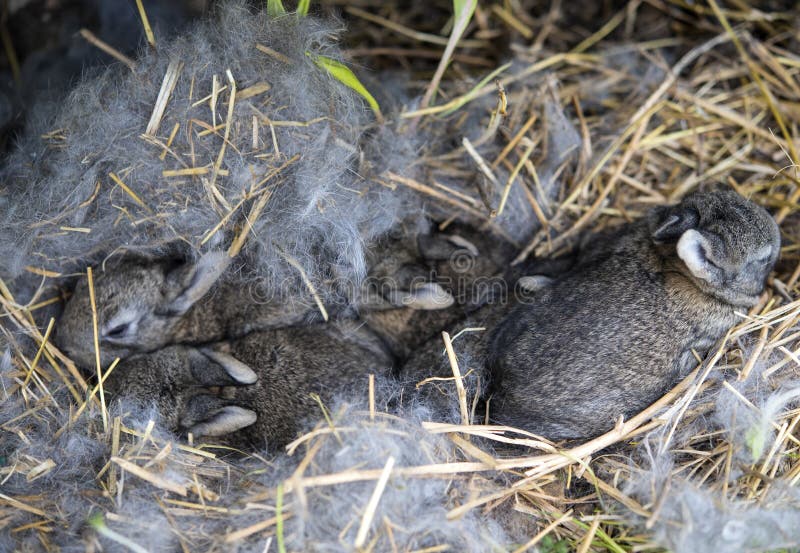 A Group of Newborn Rabbits on a Farm. Stock Image - Image of cute ...