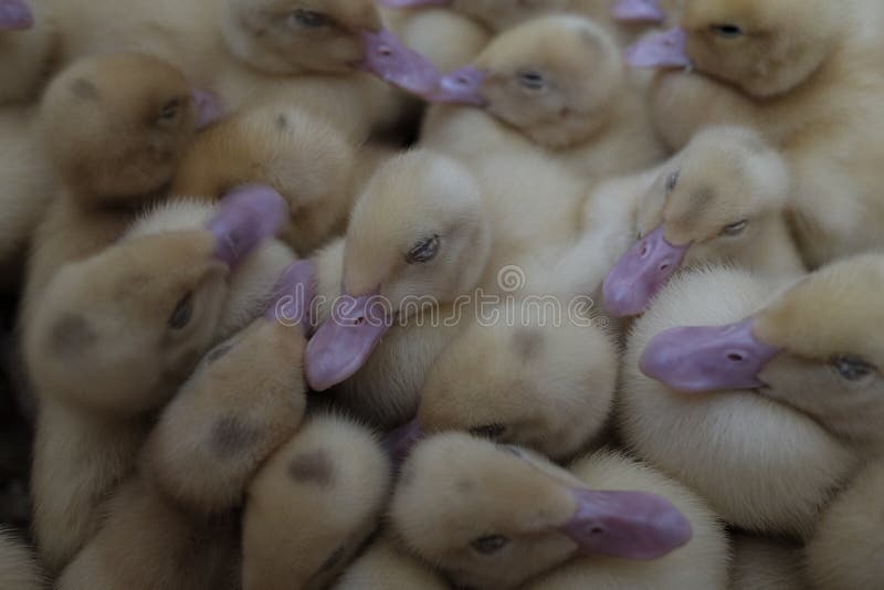 Group of newly born ducks stock image. Image of green - 112942495