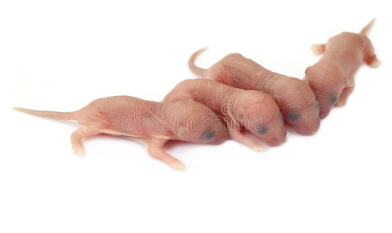 Group of newly born rats stock image. Image of child - 17775581