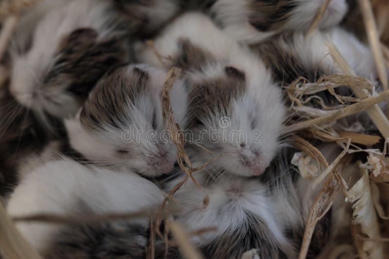 Group Newly Born Russian Hamsters Stock Image - Image of rodent ...