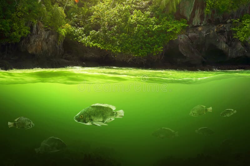 Group of Nile Tilapia Fish Swim in the River Stock Image - Image of ...