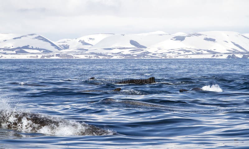Group North Floaters Floating Stock Photo - Image of summer, beautiful ...
