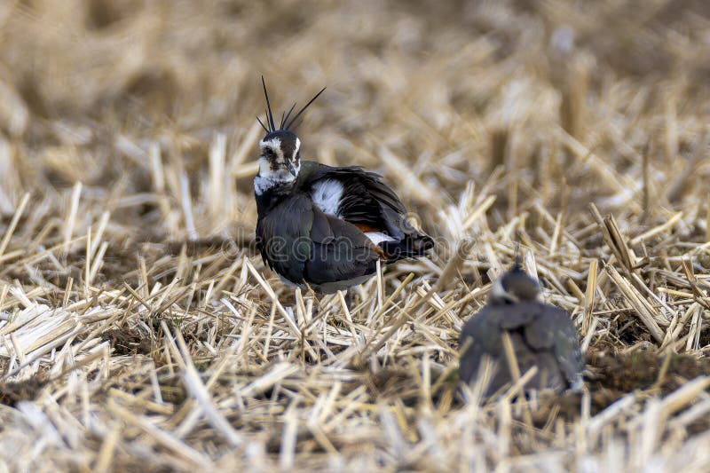 Group of Northern Lapwing in the Winter Rice Paddy Stock Image - Image ...