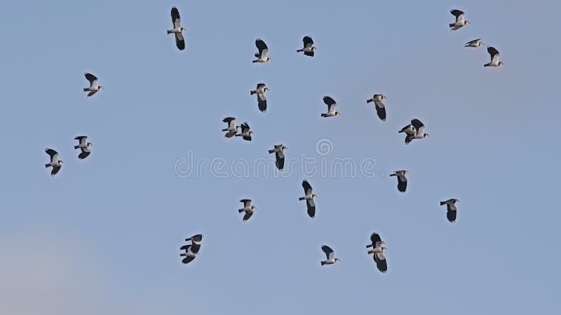 Group of Northern Lapwings Flying Stock Photo - Image of tuit, lapwing ...