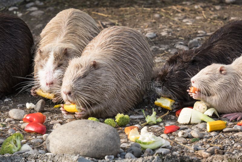 Group of nutrias stock image. Image of nature, animals - 141005585