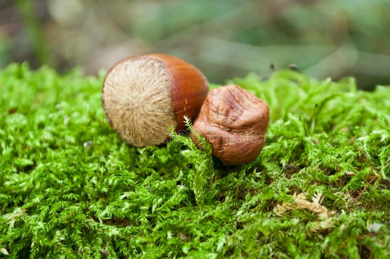 Group of nuts stock image. Image of group, environment - 60309385