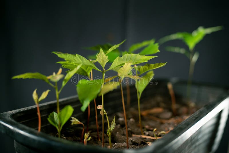 The Group of a Oaks Tree Seedlings in a Gray Pot Stock Image - Image of ...