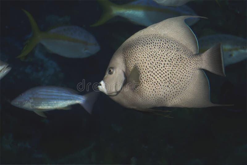 A Single Large Scaly Oceanic Fish in an Aquarium Stock Photo - Image of ...