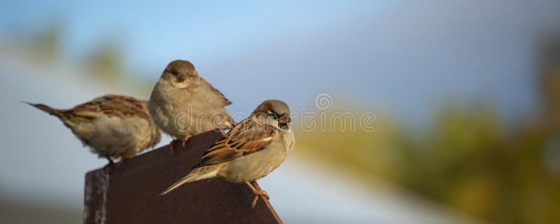 Group Od Sparrows Sitting on Wall Stock Photo - Image of beak, stick ...