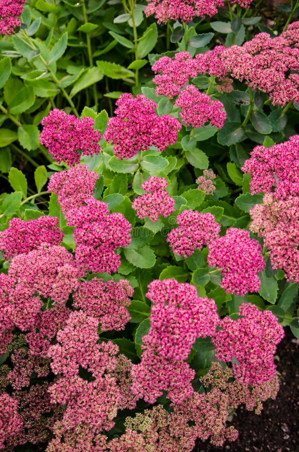 3+ Orpine Free Stock Photos - StockFreeImages