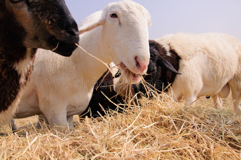 A group ofLittle sheep stock photo. Image of poultry - 29164780