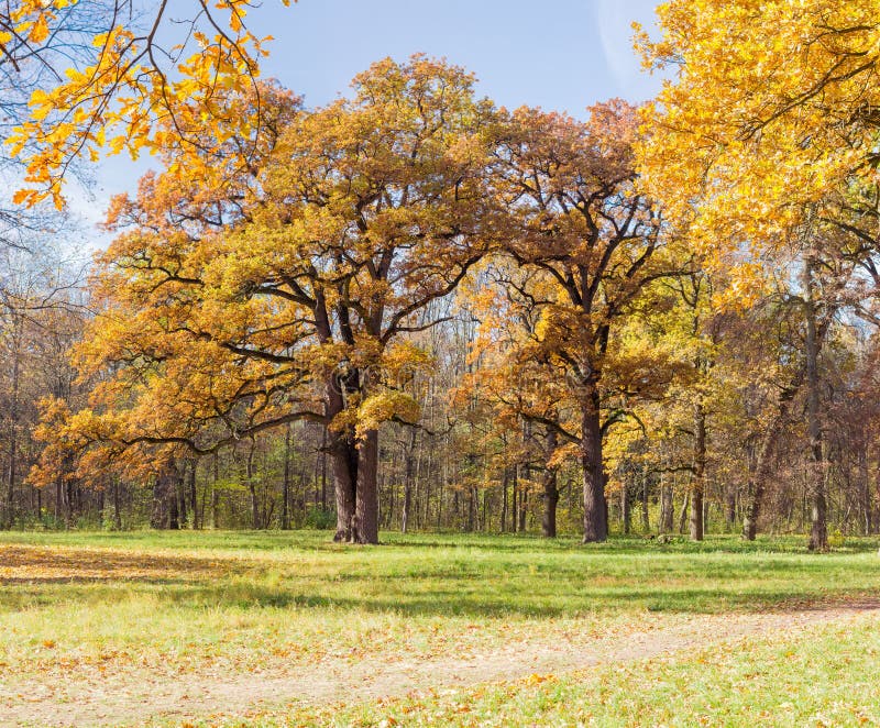 Group of the Old Oaks in the Autumn Park Stock Image - Image of shrub ...