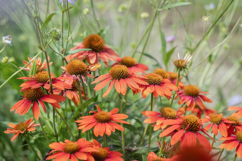 Group of Orange-red Coneflowers (Echinacea Purpurea) in a Garden. Stock ...