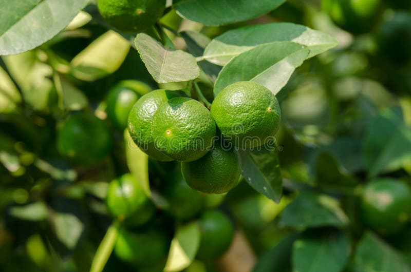 Group of Organic Lime on Tree Stock Image - Image of food, garden: 65307355