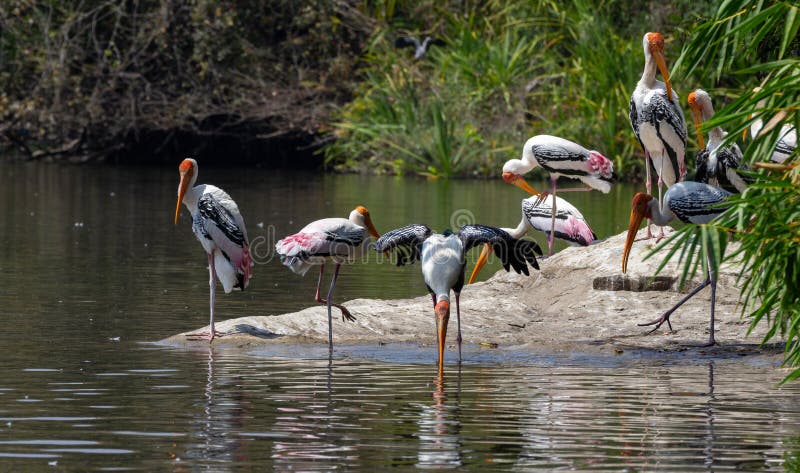 A Group of Painted Storks Drinking Water and Sunbathing in Summers ...