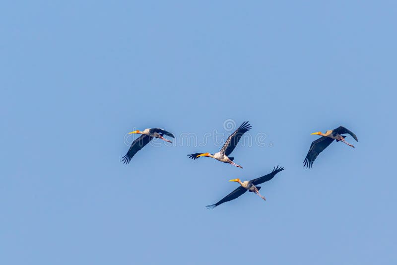 A Group of Painted Storks in Flight Stock Photo - Image of track ...