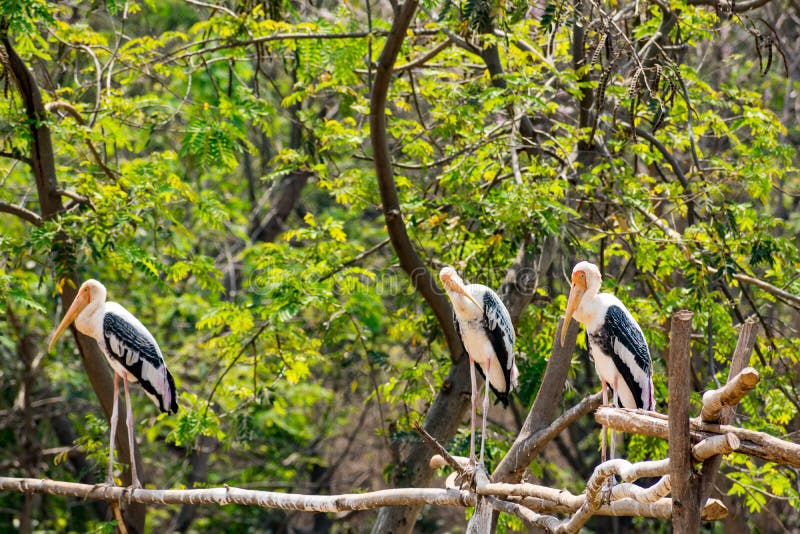 Group of Painted Storks Standing at Tree at Zoo Looking Awesome. Stock ...