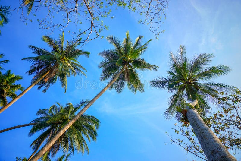 Group of Palm or Coconut Tree View from Human Point of View Stock Photo ...
