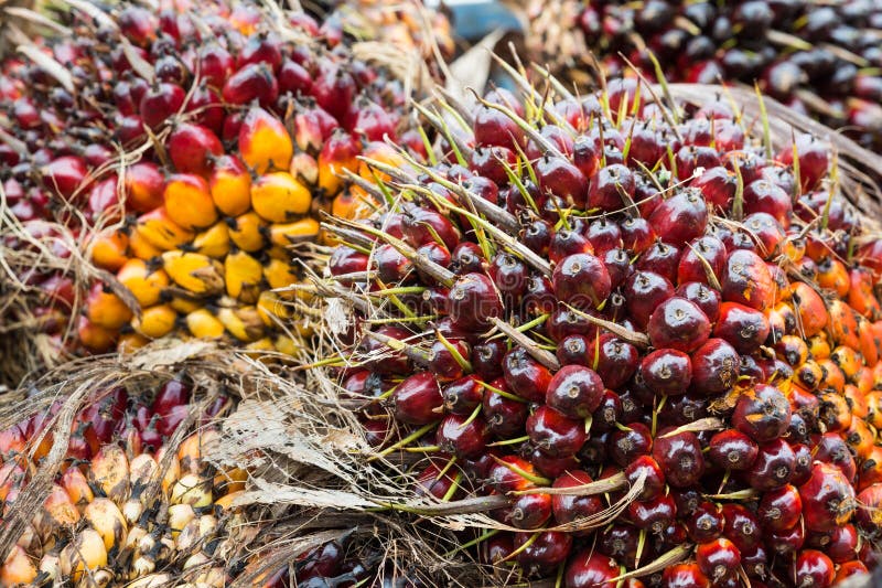 The Group of Palm Seed for Palm Oil Stock Photo - Image of fuel, nature ...