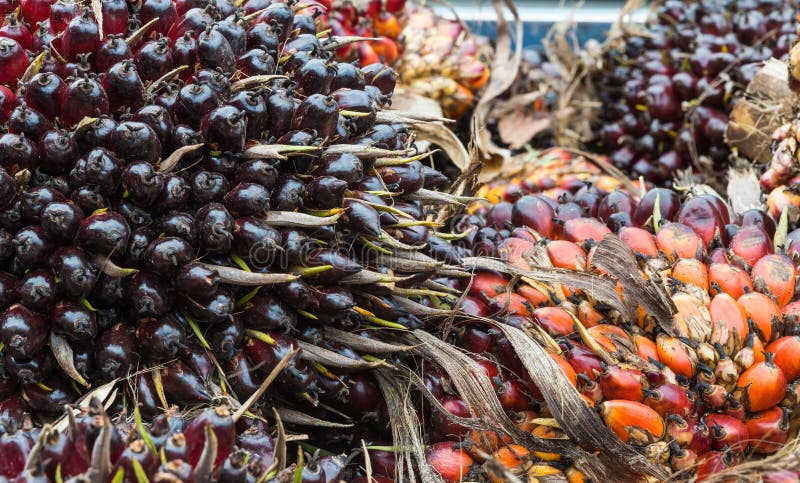 The Group of Palm Seed for Palm Oil Stock Photo - Image of harvest ...