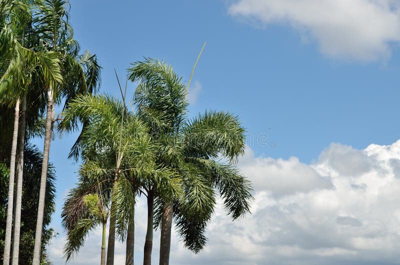 Group of Palm Tree with Clouds Stock Photo - Image of high, colorful ...