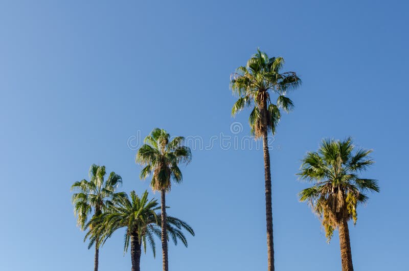 Group of palm trees stock photo. Image of mediterranean - 61488672