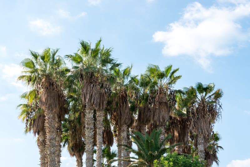 A group of palm trees stock image. Image of holiday - 107752397