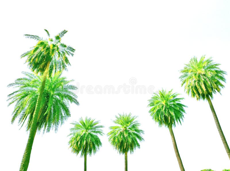 Group of palm trees stock photo. Image of life, botany - 126806020