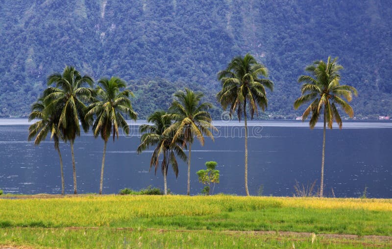 Group of Palm Trees at Lake Maninjau, West Sumatra, Indonesia Stock ...