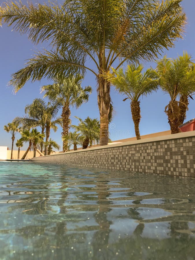 Group of Palm Trees Photographed from Inside a Swimming Pool Stock ...