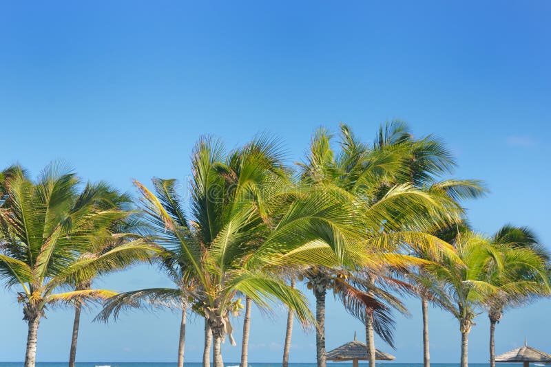 Group of palm trees stock photo. Image of paradise, summer - 50238094