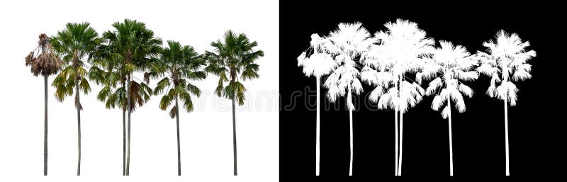 Group of Palm Trees on White Background with Clipping Path and Alpha ...