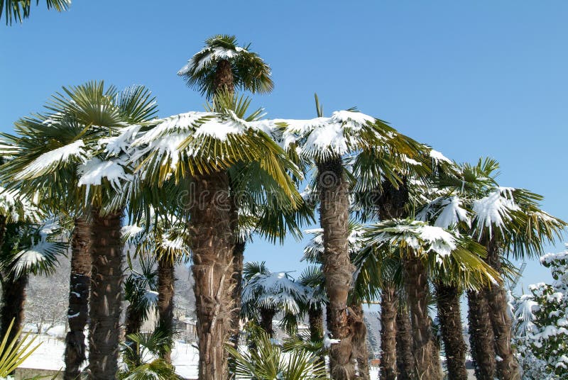 Group of Palmtrees with Snow on it Stock Image - Image of nature ...