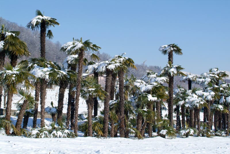 Group of Palmtrees with Snow on it Stock Photo - Image of unusual ...