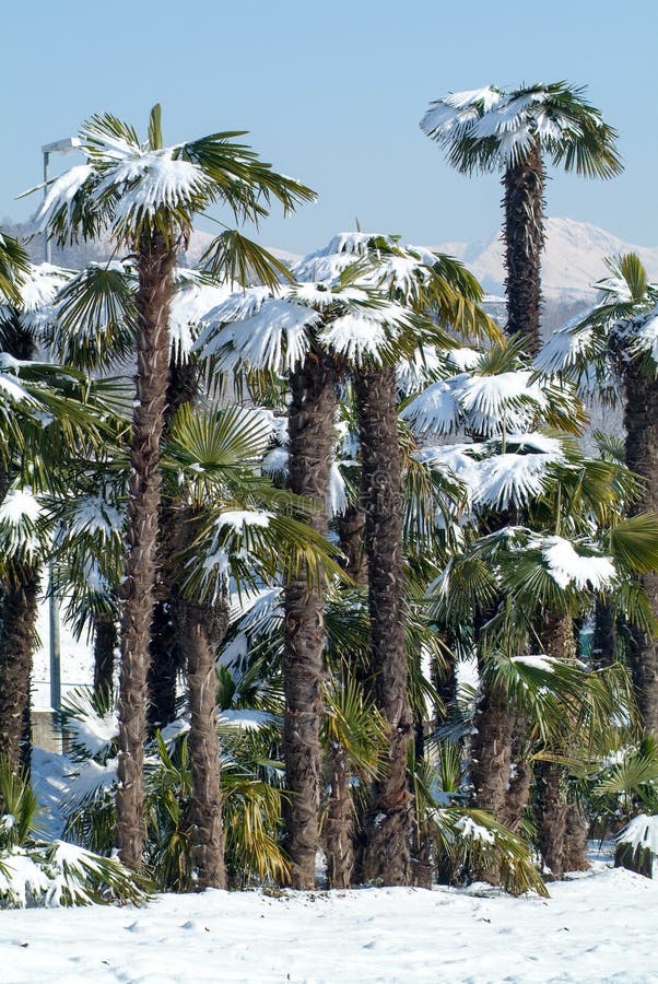 Group of Palmtrees with Snow on it Stock Image - Image of palm ...