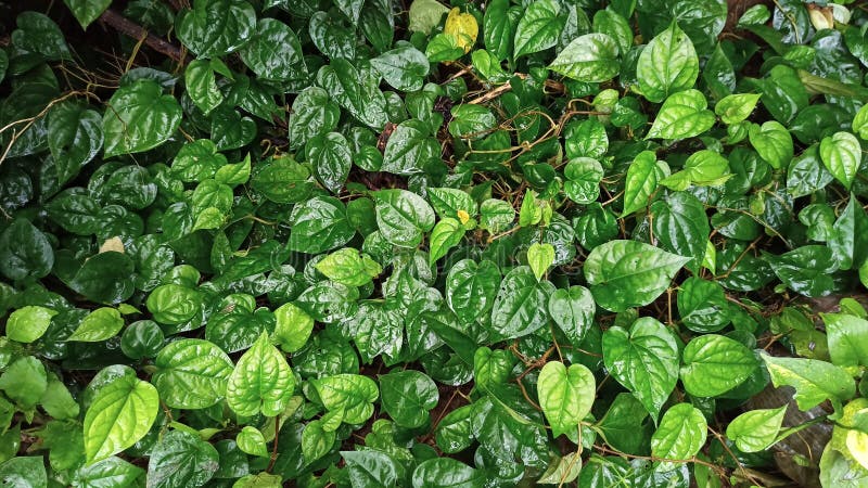 Group of pan leaves stock image. Image of garden, green - 198229883