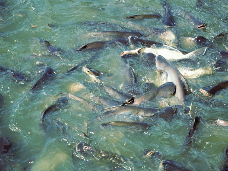 The group pangasius fish. stock image. Image of iridescent - 54315361