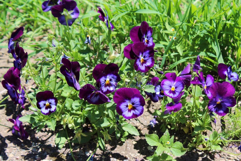 A Group of Purple Pansies Blooming in a Garden Stock Photo - Image of ...