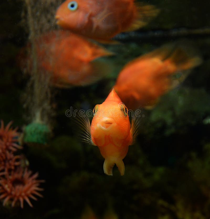 Group Parrot fish stock photo. Image of hobby, tropic - 67411662