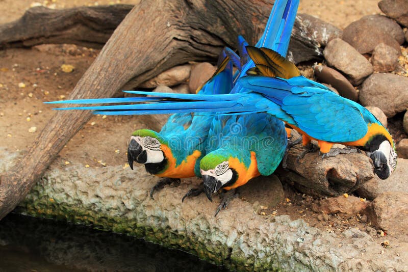 Group parrot macaws stock photo. Image of life, nature - 27770476