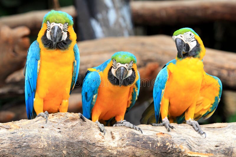 Group of Macaw Birds stock image. Image of fauna, natural - 25725451
