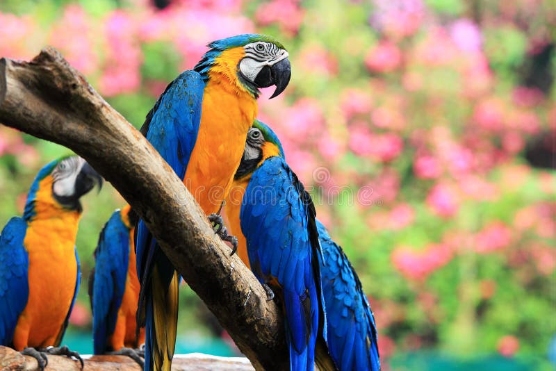 Group parrot macaws stock photo. Image of life, nature - 27770476