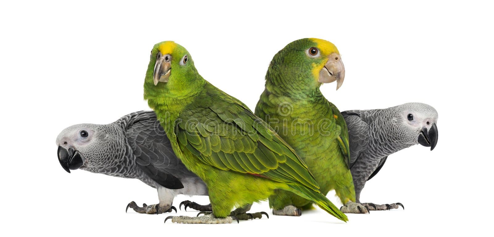 Group of parrots stock photo. Image of looking, vertebrate - 44429798