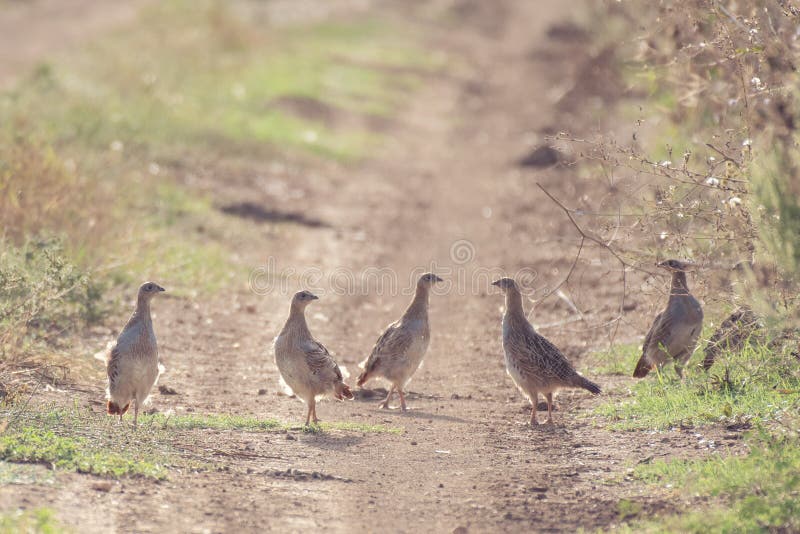 Group of Partridges. Grey Partridge. Perdix, Perdix Stock Image - Image ...