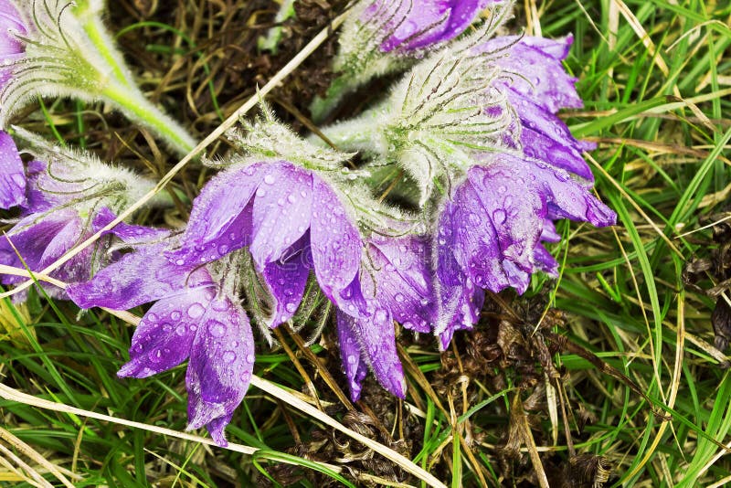 Group Pasque-flower a Spring Rain. April Stock Photo - Image of ...