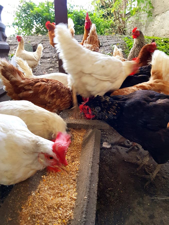 Chicken farm stock image. Image of grass, playing, natural - 101962055