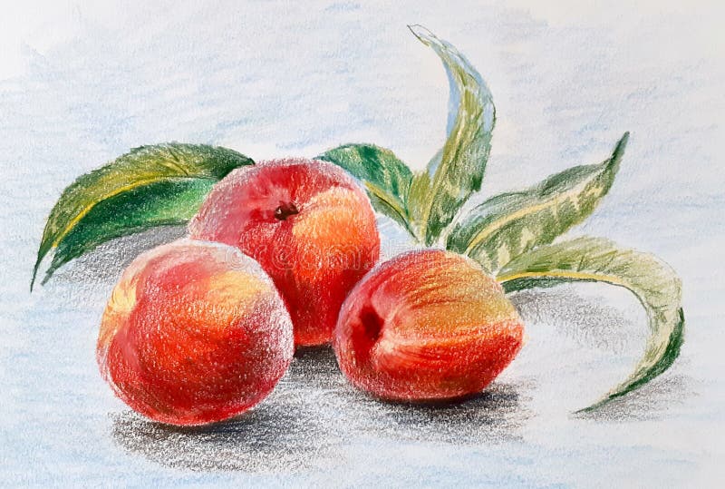 Peaches, Drawing with Colored Pencils and Real Peaches from Which the ...