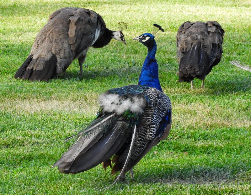 Group of Peacocks on a Green Meadow Stock Photo - Image of colorful ...